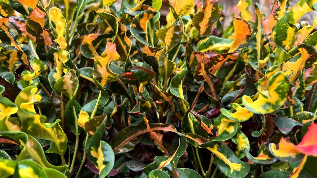 Crotons in Florida: Care, Varieties, Placement & Growing Guide